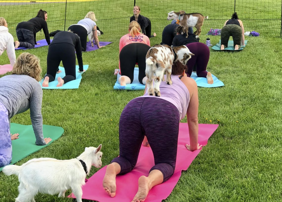 Goat Yoga Sequence, Poses, Benefits For Beginners - Yoga Poses, Pranayama, Meditation, Benefits ...